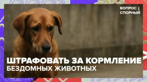 Что будет за кормление бездомных животных?|Вопрос спорный — Москва 24|Контент
