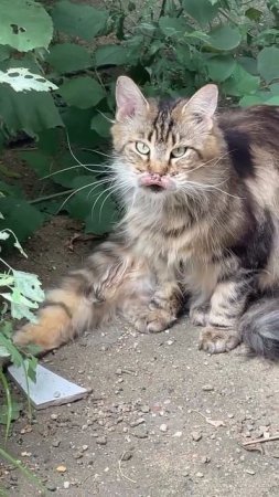 Котовое. Играл с пчелами, проиграл.