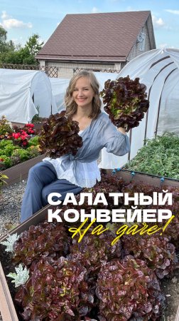 🥬 Урожай со вкусом лета — знакомьтесь, салат Стеликс!