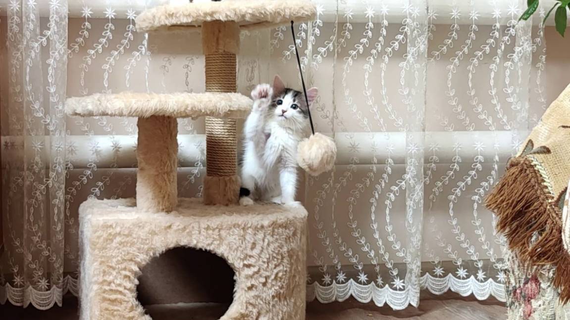Котята, крошечный домик мечты для котят.