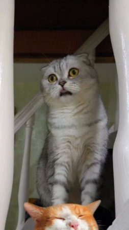 Страшилка 😶🌫️🫥👀