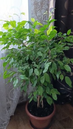 24-07-2025 фикус Бенджамина