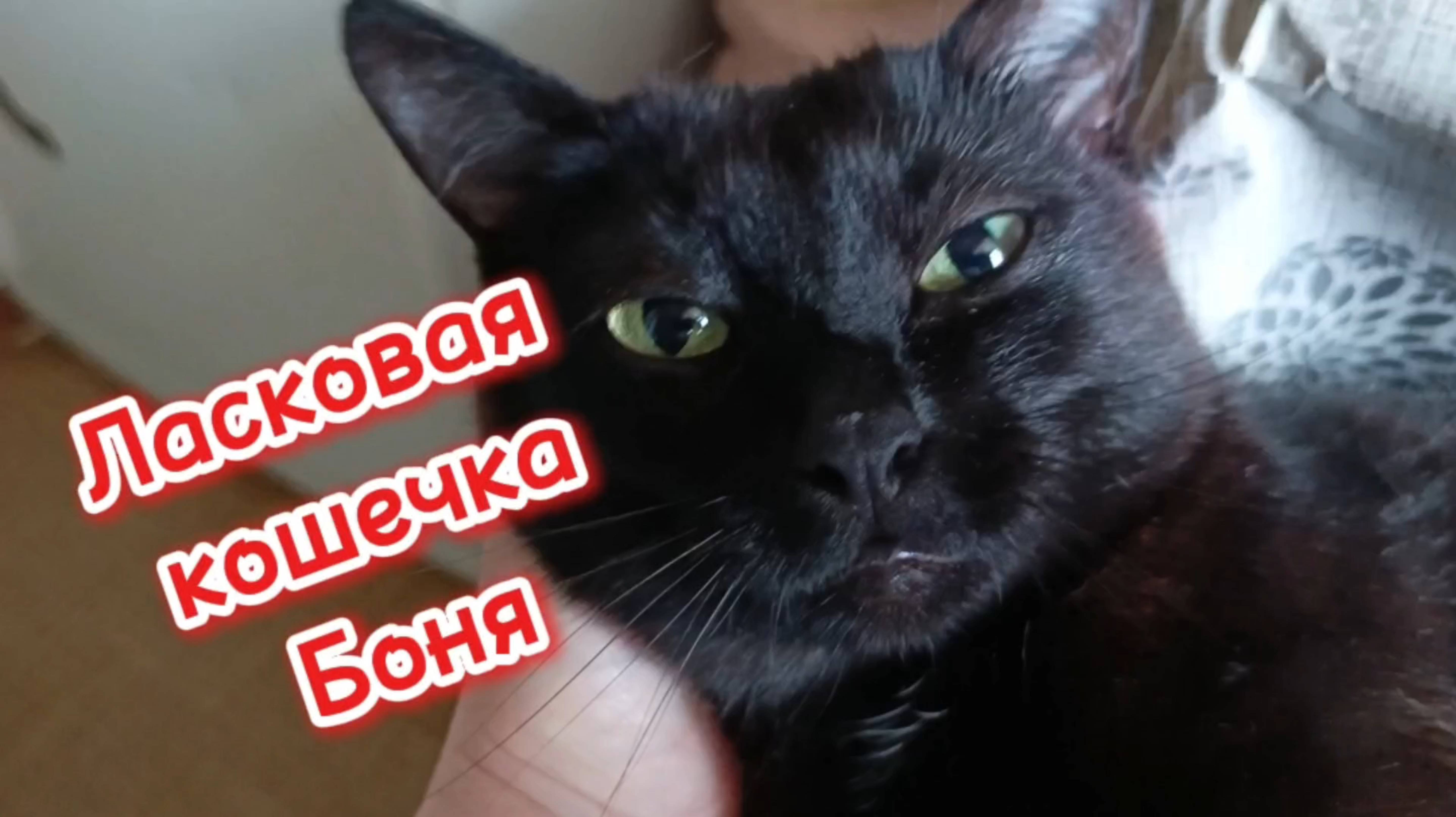 Ласковая кошечка Боня.