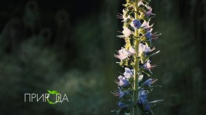Синяк, Echium vulgare