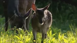 КРАСИВАЯ МУЗЫКА ДЛЯ ДУШИ УСПОКАИВАЮЩАЯ МУЗЫКА ДЛЯ СНА