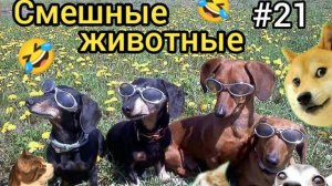 Самые смешные видео с животными №21.😂😂😂 Лучшие приколы коты и собаки. 😆 Смеялся до слез. 🤣🤣🤣
