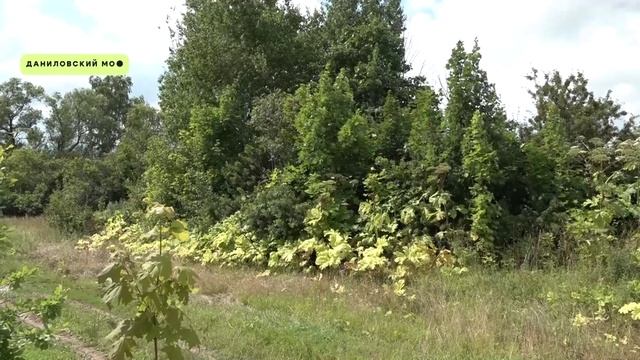 В Даниловском округе прошел рейд по выявлению очагов произрастания борщевика