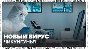 ВОЗ заявила, что вирус чикунгунья грозит миру пандемией - Москва 24