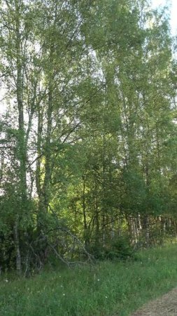 Музыка природы #shorts #музыкаприроды  #metaldetecting #находкисметаллоискателем #металлоискатель
