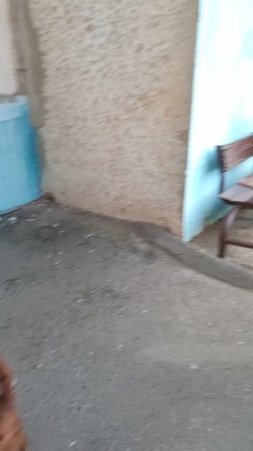Лилии во дворе 24.07.25.
