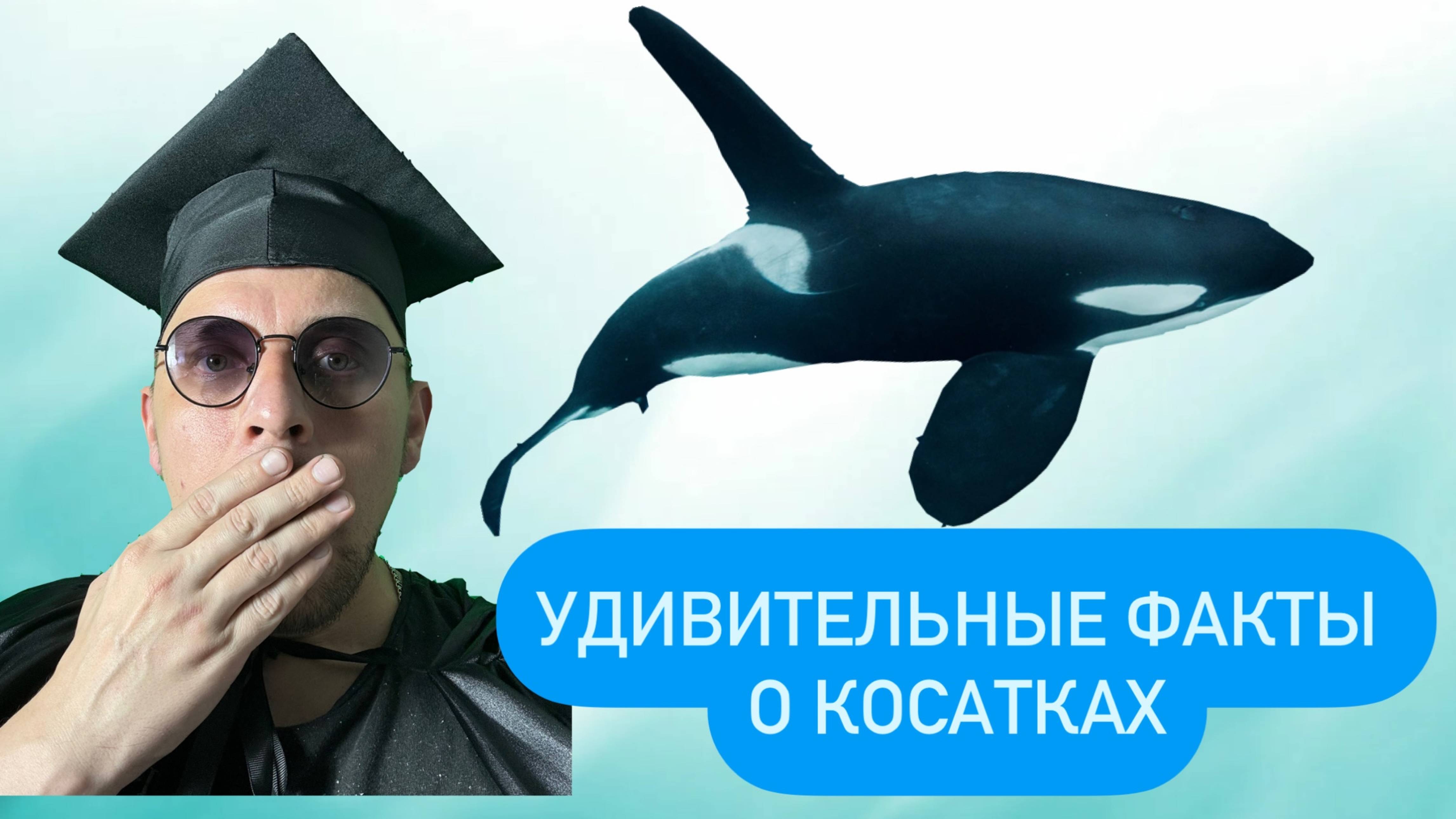 Удивительные факты о косатках