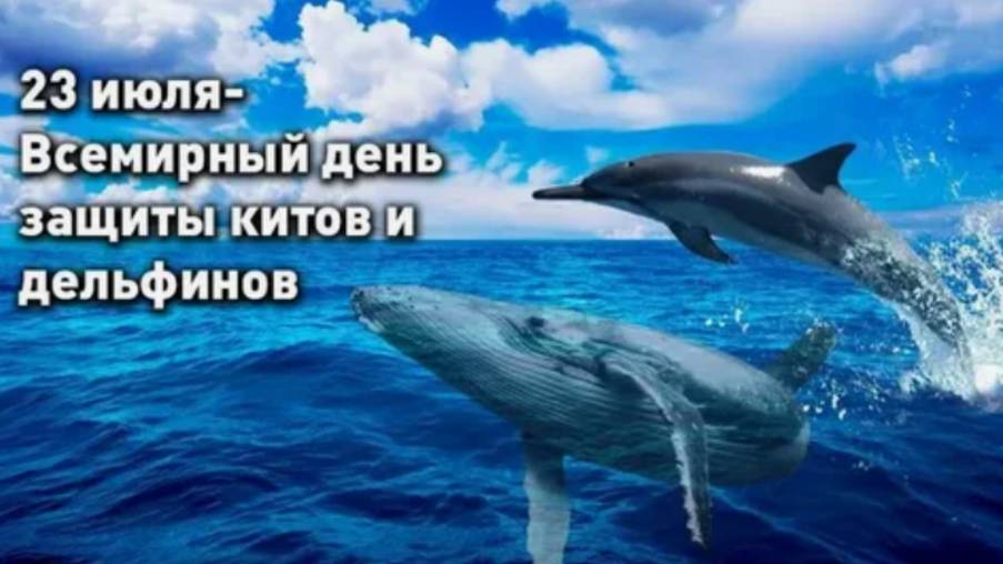 День китов и дельфинов