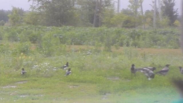 Вороны Сороки 1