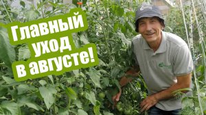 Уход за томатами в августе защищаем от болезней и вредителей и вносим удобрения