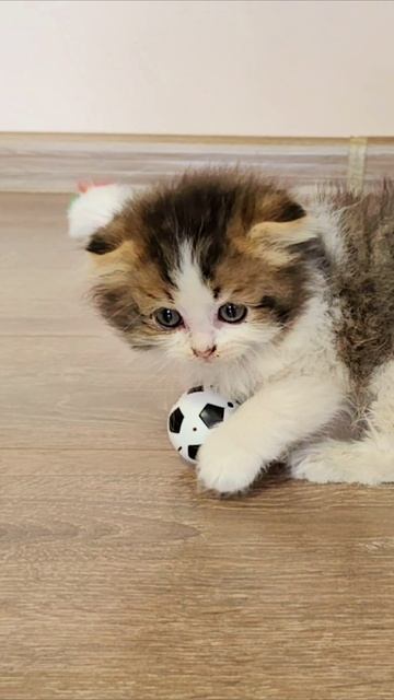 КОТЯТА. Игра в мяч 2. #шорты