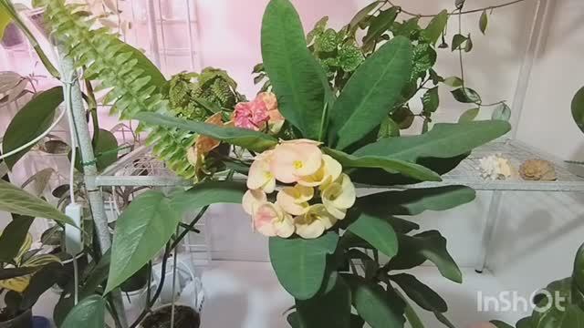 1000007401.mp4