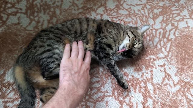 Кошка ластиться и точит когти