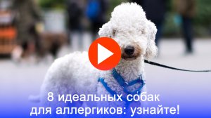 Секреты чистоты: 10 пород собак, которые почти не линяют и идеально подойдут аллергикам