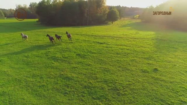Счастливы в месте. Обновленный анонс. Канал Загородный