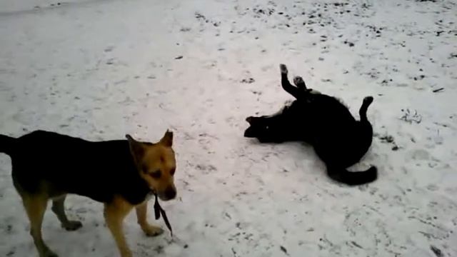 Прогулка с собаками. Ютик знакомится. Вариант 2.
