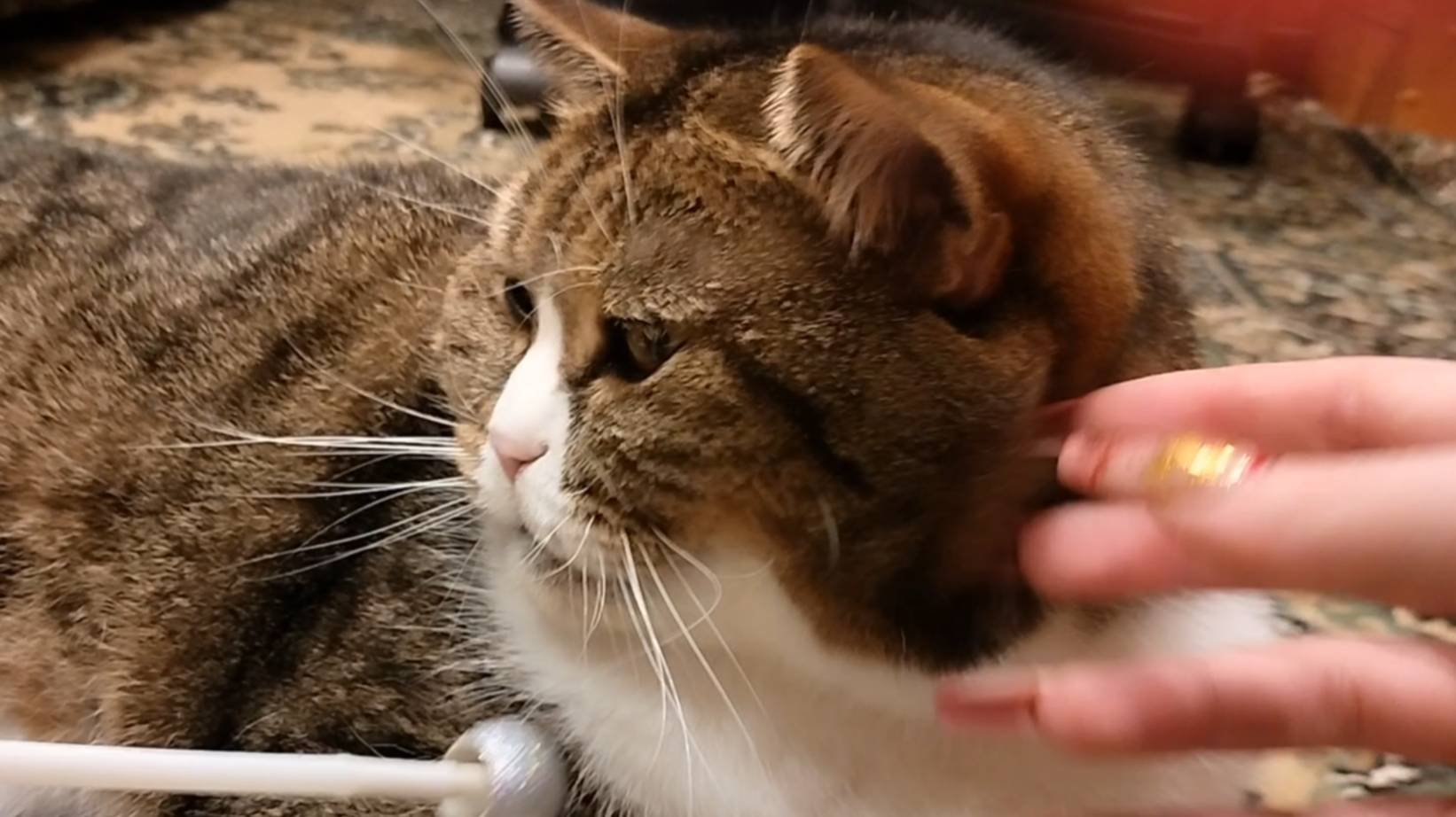 Как достать ленивого кота