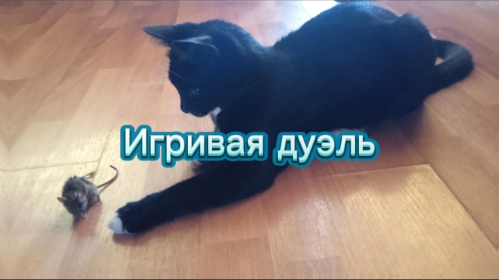 Игривая дуэль © Виктория Полшкова 2025