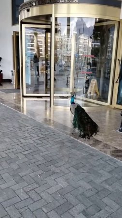 Оказывается, павлины тоже живут в отелях