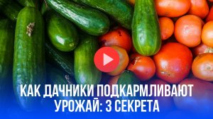 Тайные рецепты для дачников: натуральная подкормка томатов, огурцов и перцев — узнай их сейчас!