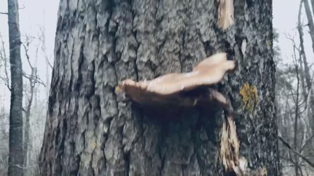 ВЕШЕНКИ В ДЕКАБРЕ ЧАСТЬ 3