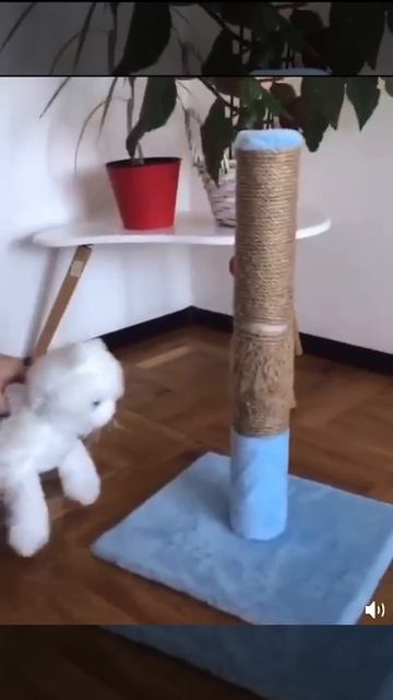 Кото дрессировка