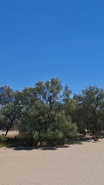 На бархане))