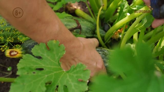 Дачные хитрости. Обновленный анонс. Канал Загородный