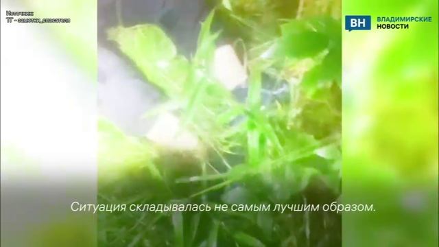 Ковровские спасатели помогли 87-летней женщине выбраться из леса