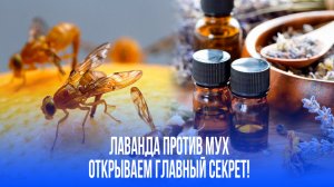 Устали от мух и мошек? 6 секретов, как изгнать насекомых с помощью уксуса и лаванды