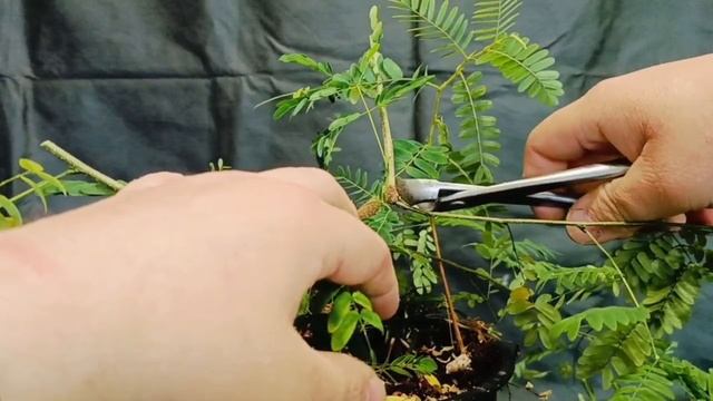 √5 леуцена светлоголовчатая