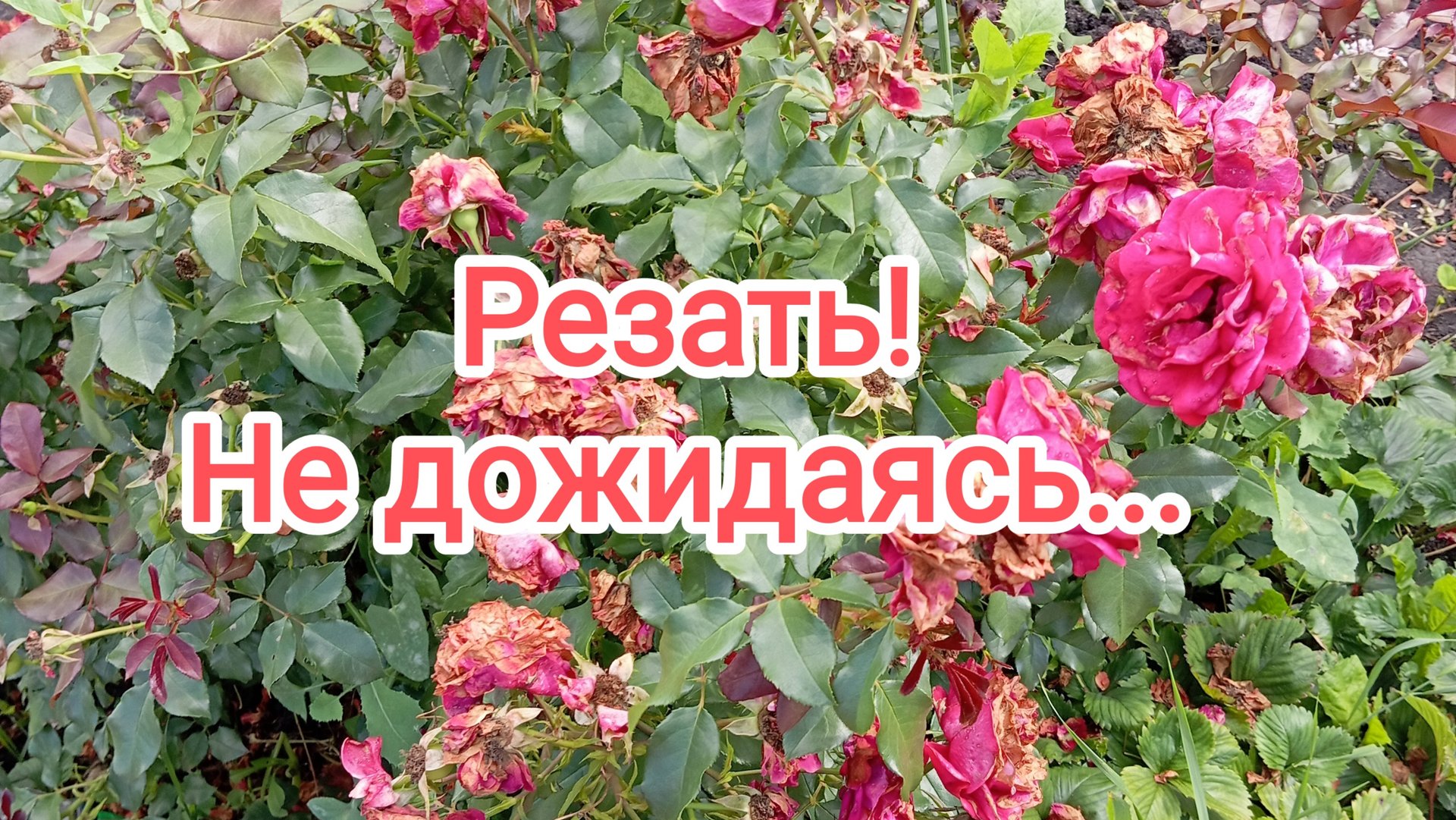 Резать! Не дожидаясь...