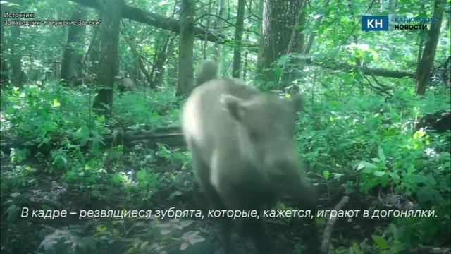 Калужские зубрята устроили догонялки в лесу