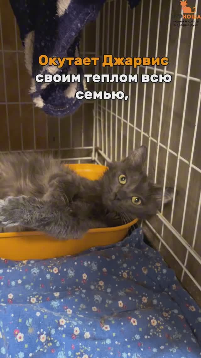 Джарвис ждёт вас в приюте #Муркоша