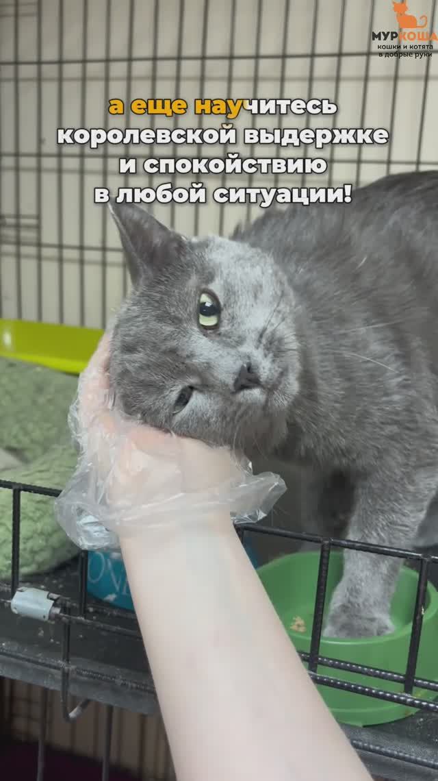 Мономах ждёт вас в приюте #Муркоша