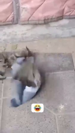 🔥 Голубь агрессор