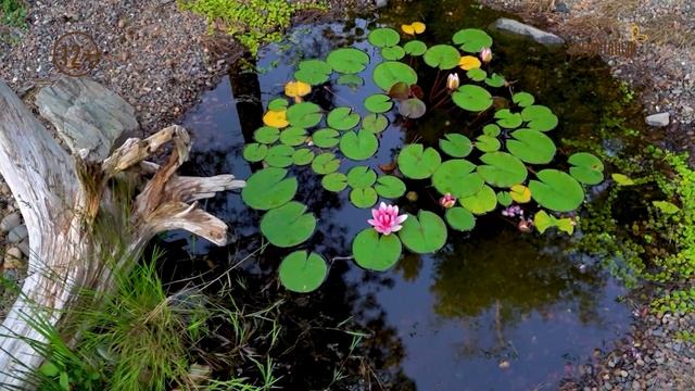 Ландшафтный дизайн- это просто. Обновленный анонс. Канал Загородный