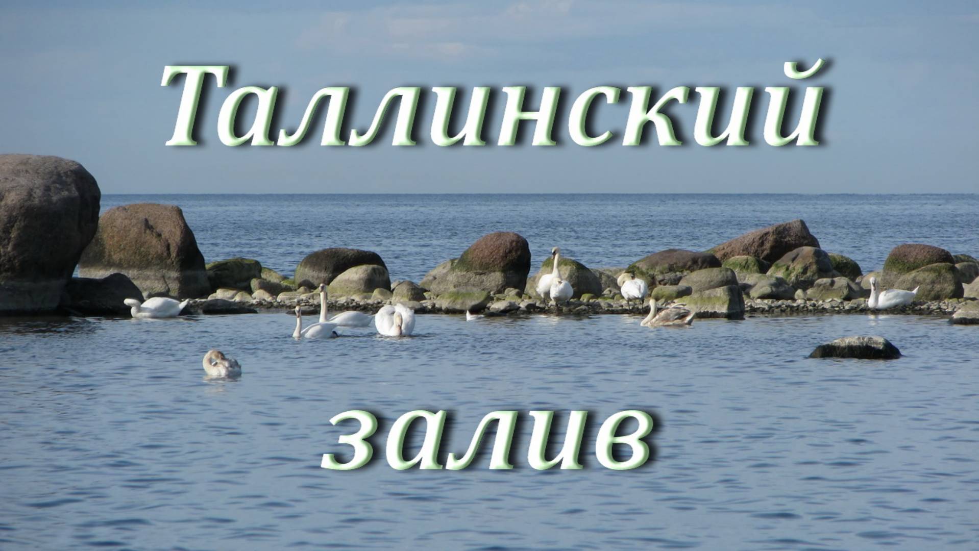 Птицы на Таллинском заливе