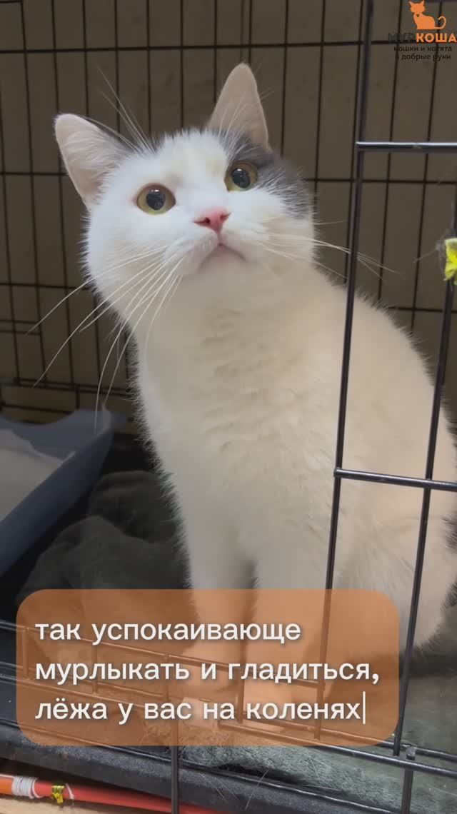 Труша ждёт вас в приюте #Муркоша