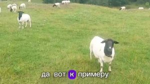 Отбор ярок дорпер для продажи