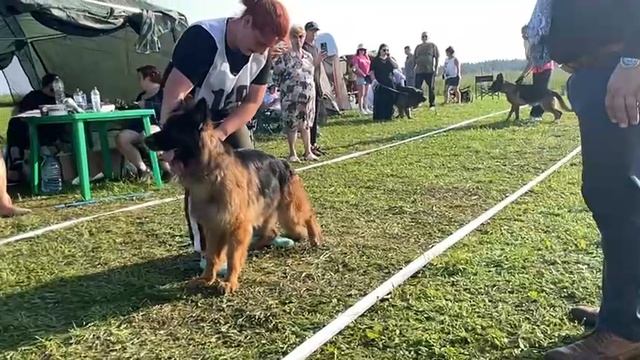 РАБОЧИЙ СУКИ ДШ / КЧК САНКТ-ПЕТЕРБУРГ 12 июля`25 G.Stibel Моно немецких овчарок