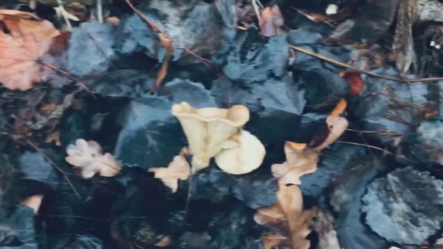 В ЛЕС ЗА ГРИБАМИ НОЯБРЬ(НАШЕЛ ВЕШАНКИ)