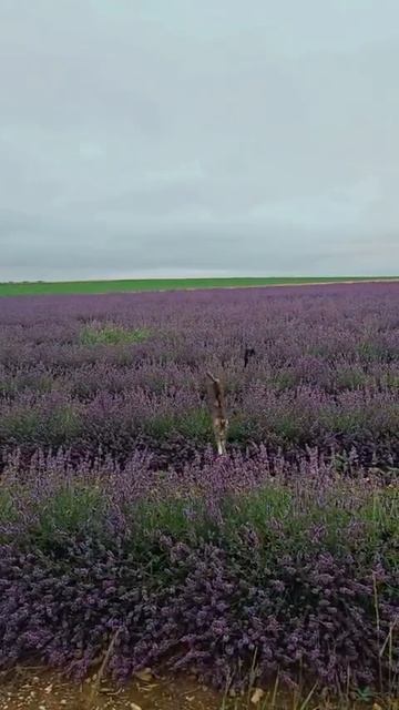 Скачки по лавандовому полю