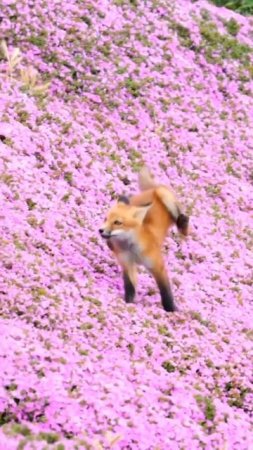 SLY FOX