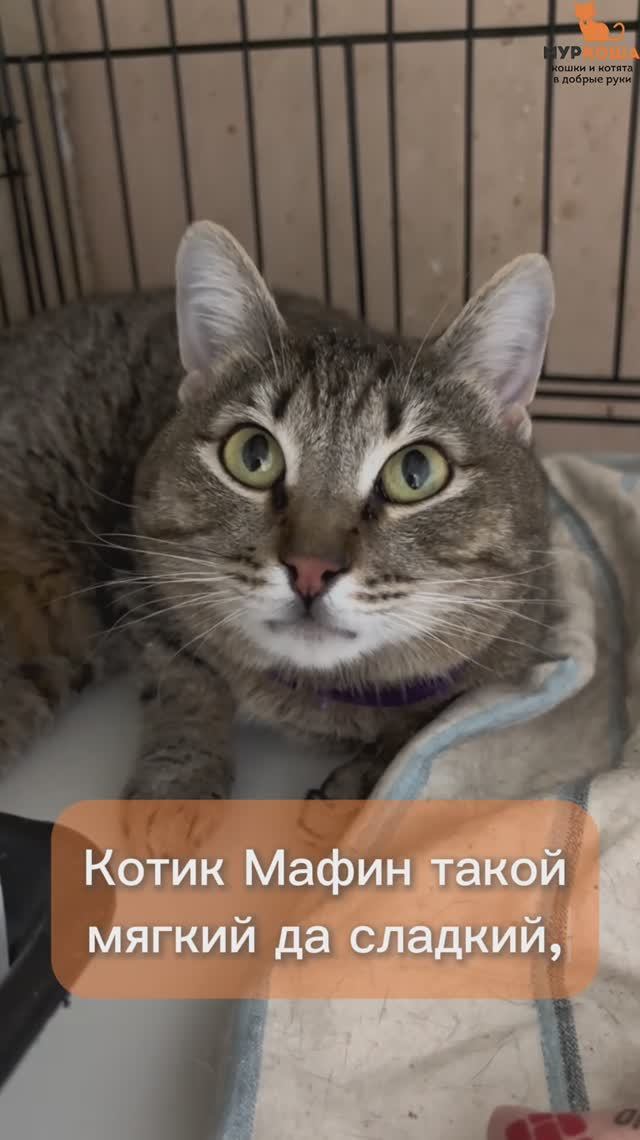 Мафин ждёт вас в приюте #Муркоша