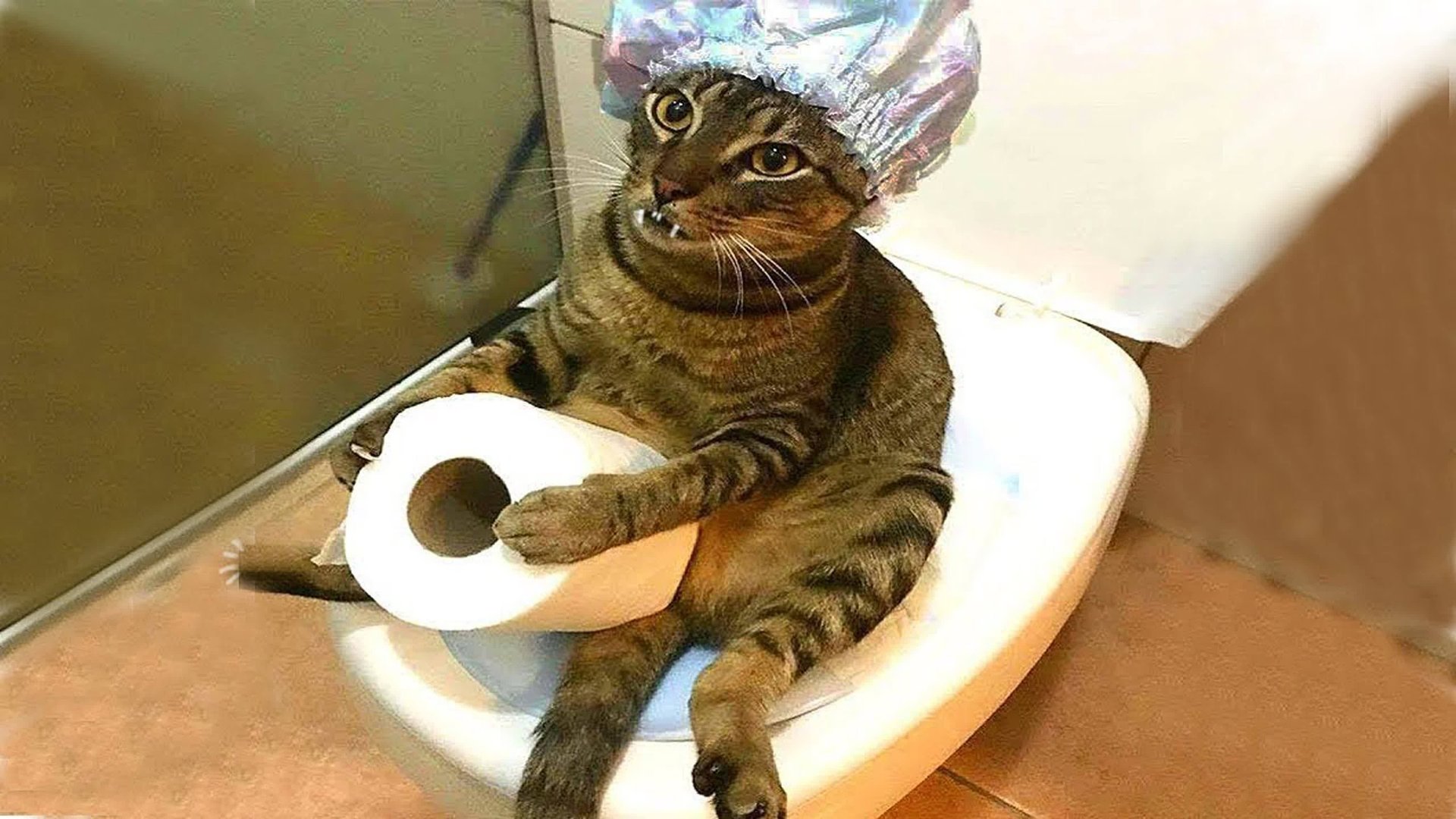 ПРИКОЛЫ С ЖИВОТНЫМИ ДО СЛЕЗ #109 Смешные КОТЫ И СОБАКИ  Приколы